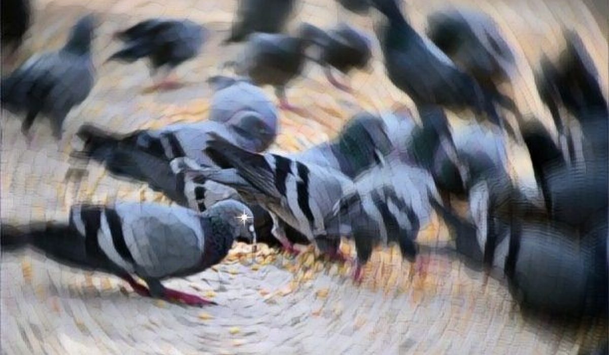 El cuidado de las palomas - Lamucca